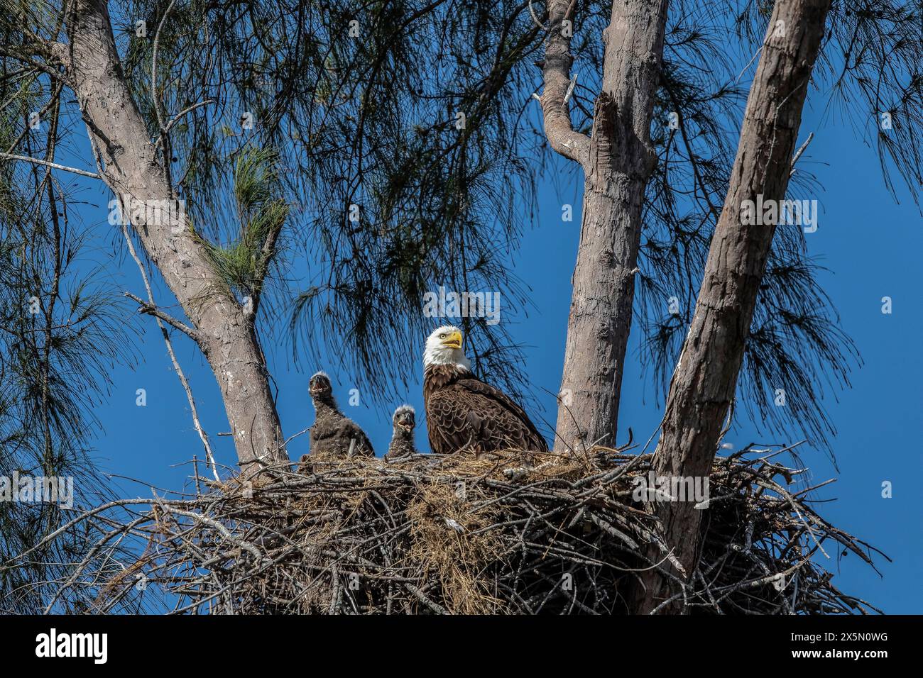 Nesting bald eagles with young on Marco Island, Florida Stock Photo - Alamy