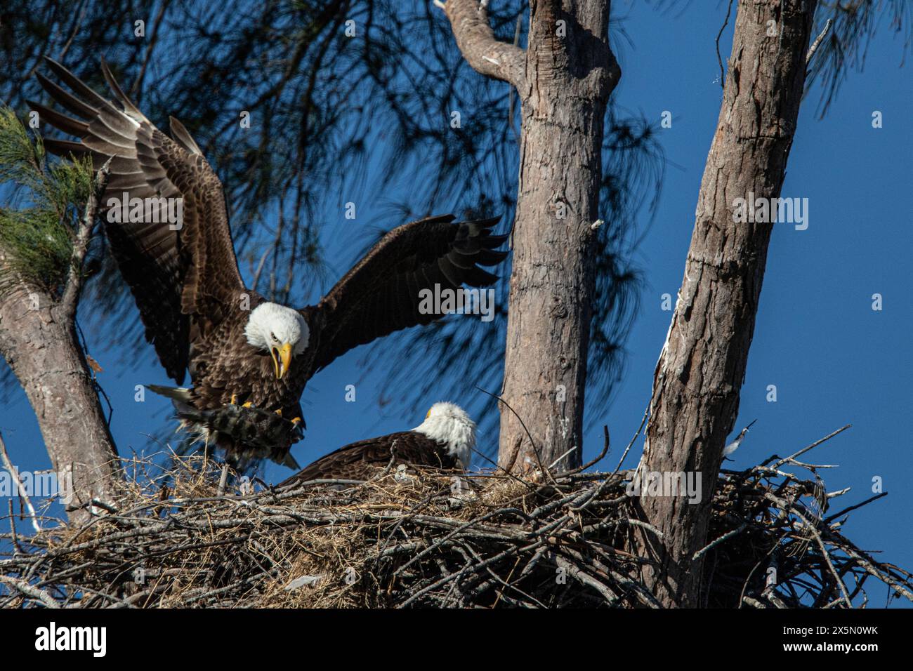 Nesting bald eagles with young on Marco Island, Florida Stock Photo - Alamy