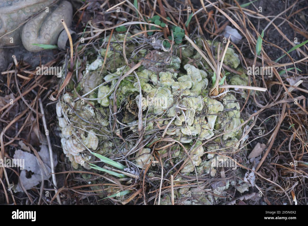 A mass of Green Bracket Shelf Mushrooms growing over a tree stump in a ...
