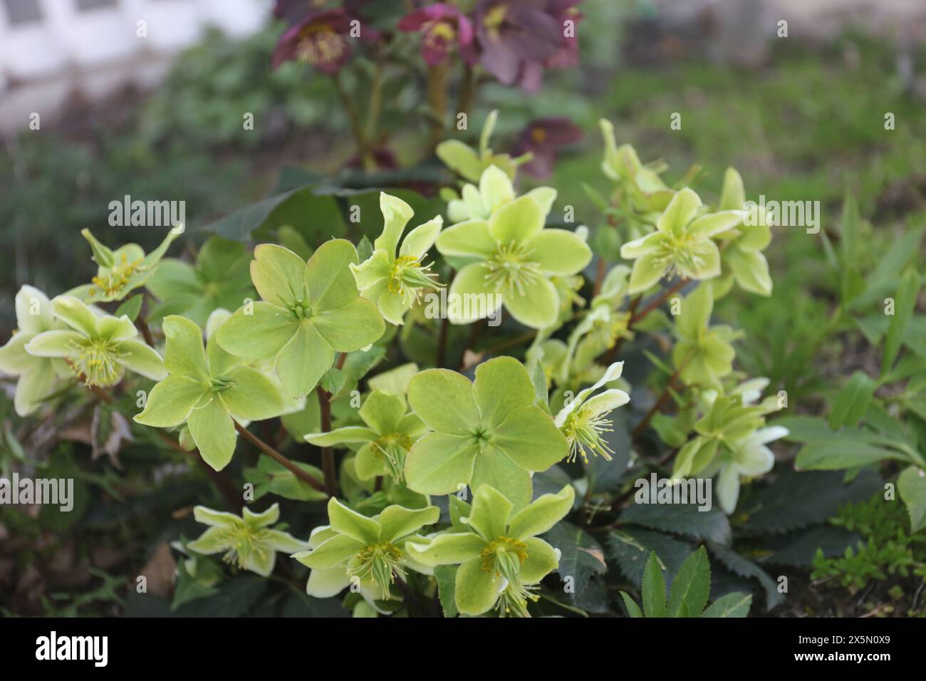 Light green and yellow Hellebore flowers growing in a garden, in the ...