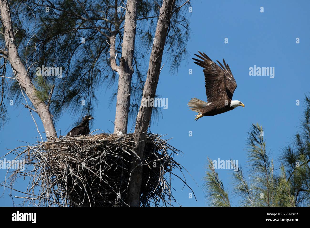 Nesting bald eagles with young on Marco Island, Florida Stock Photo - Alamy