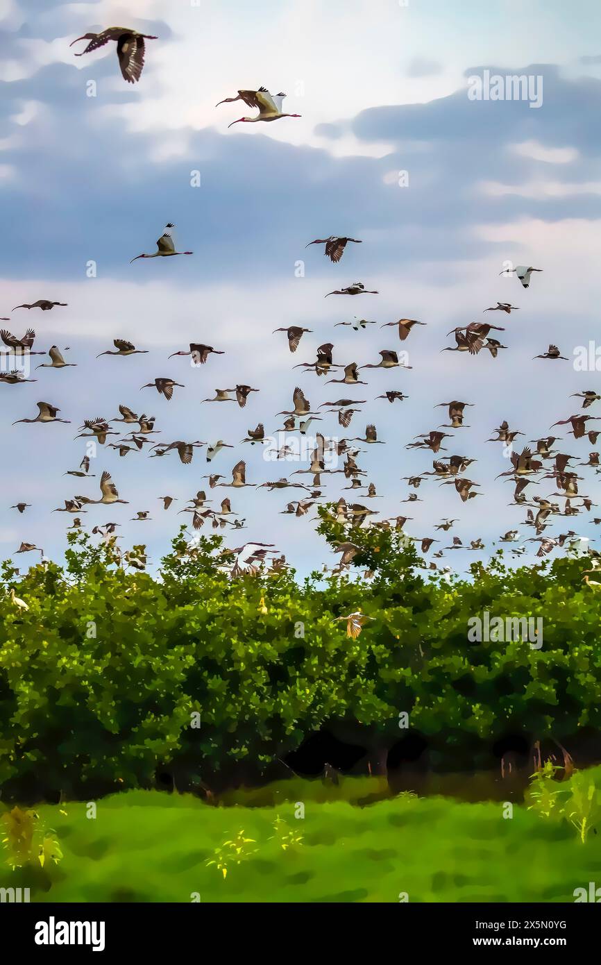 Adult and juvenile white ibis leave their colonial roost early in the ...
