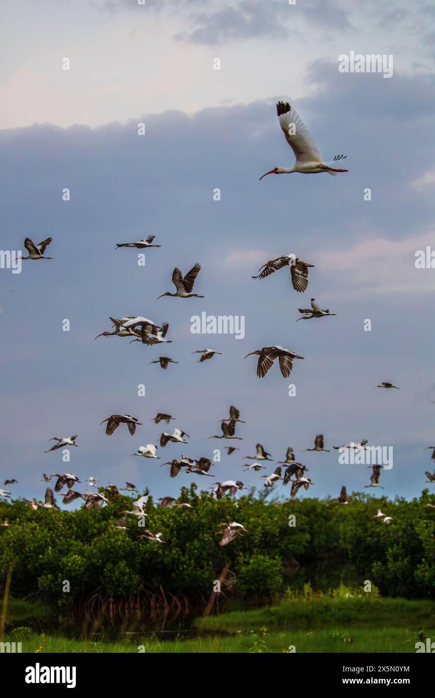 Adult and juvenile white ibis leave their colonial roost early in the ...