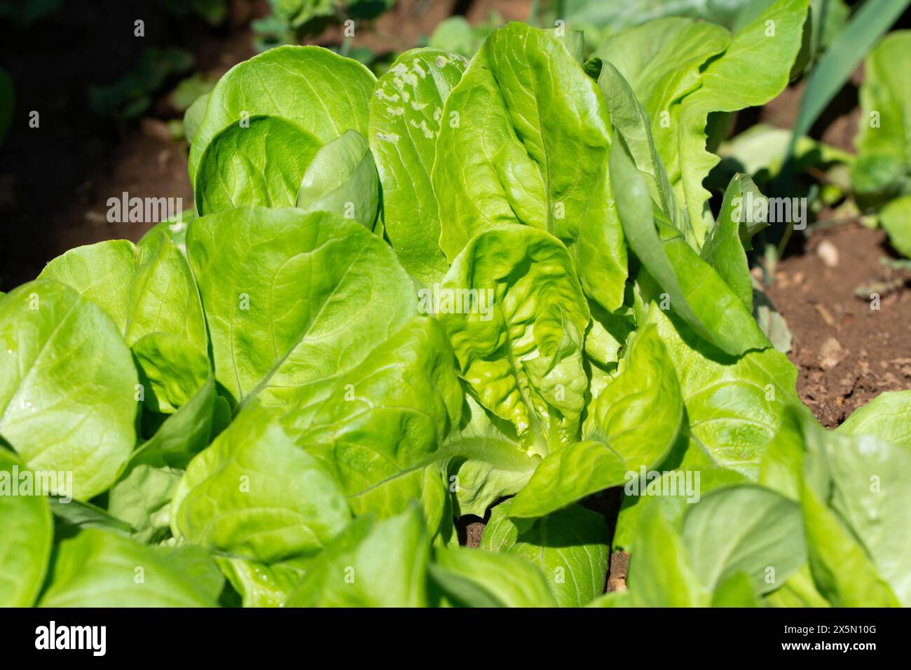 Growing garden with fruits and vegetables Stock Photo - Alamy