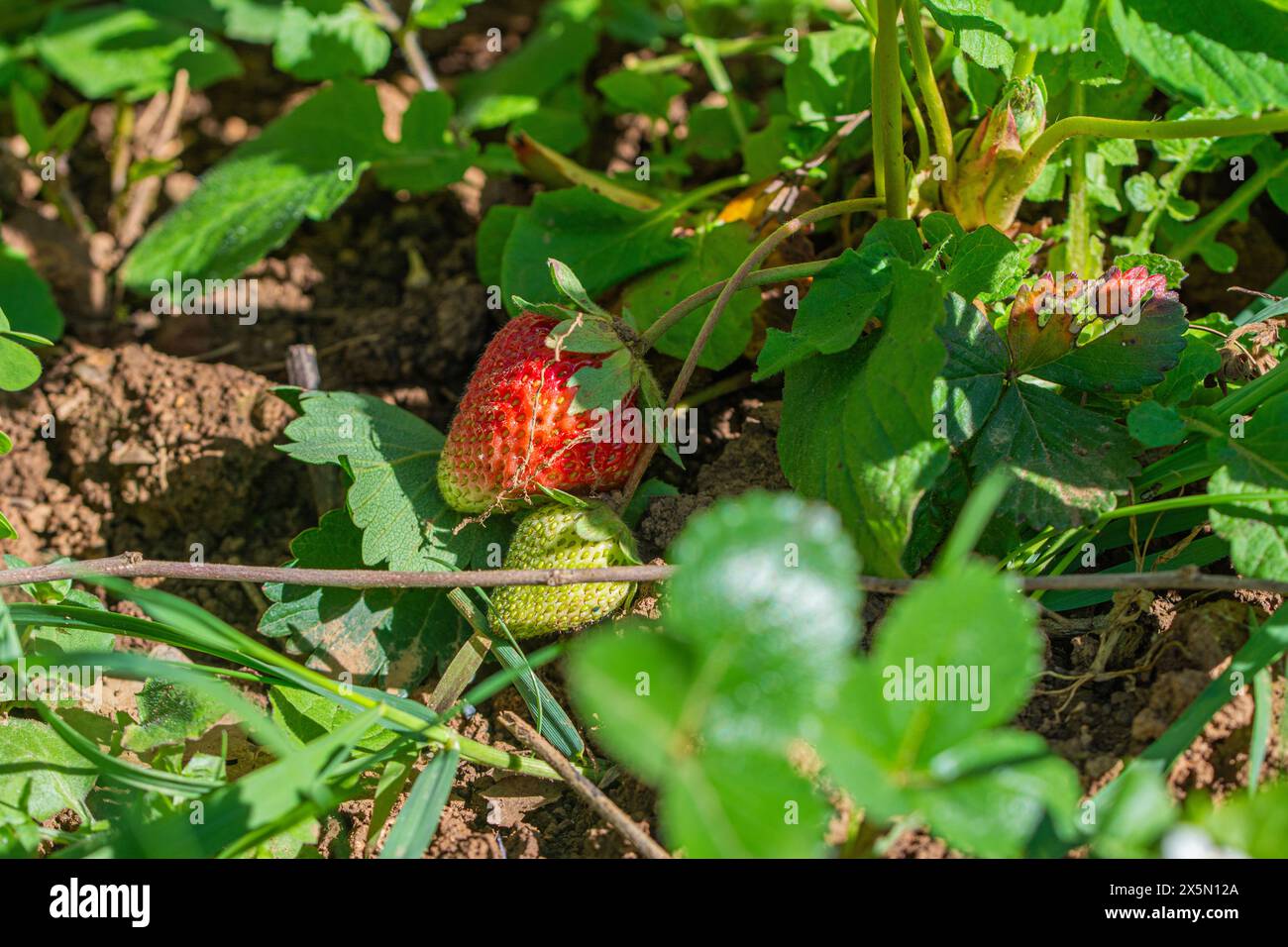Growing garden with fruits and vegetables Stock Photo - Alamy