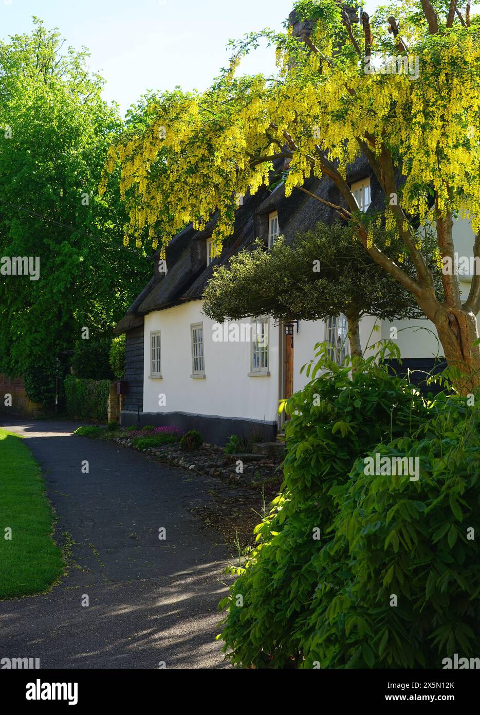 Laburnum tree and thatched cottage on Barkway High Street Stock Photo ...