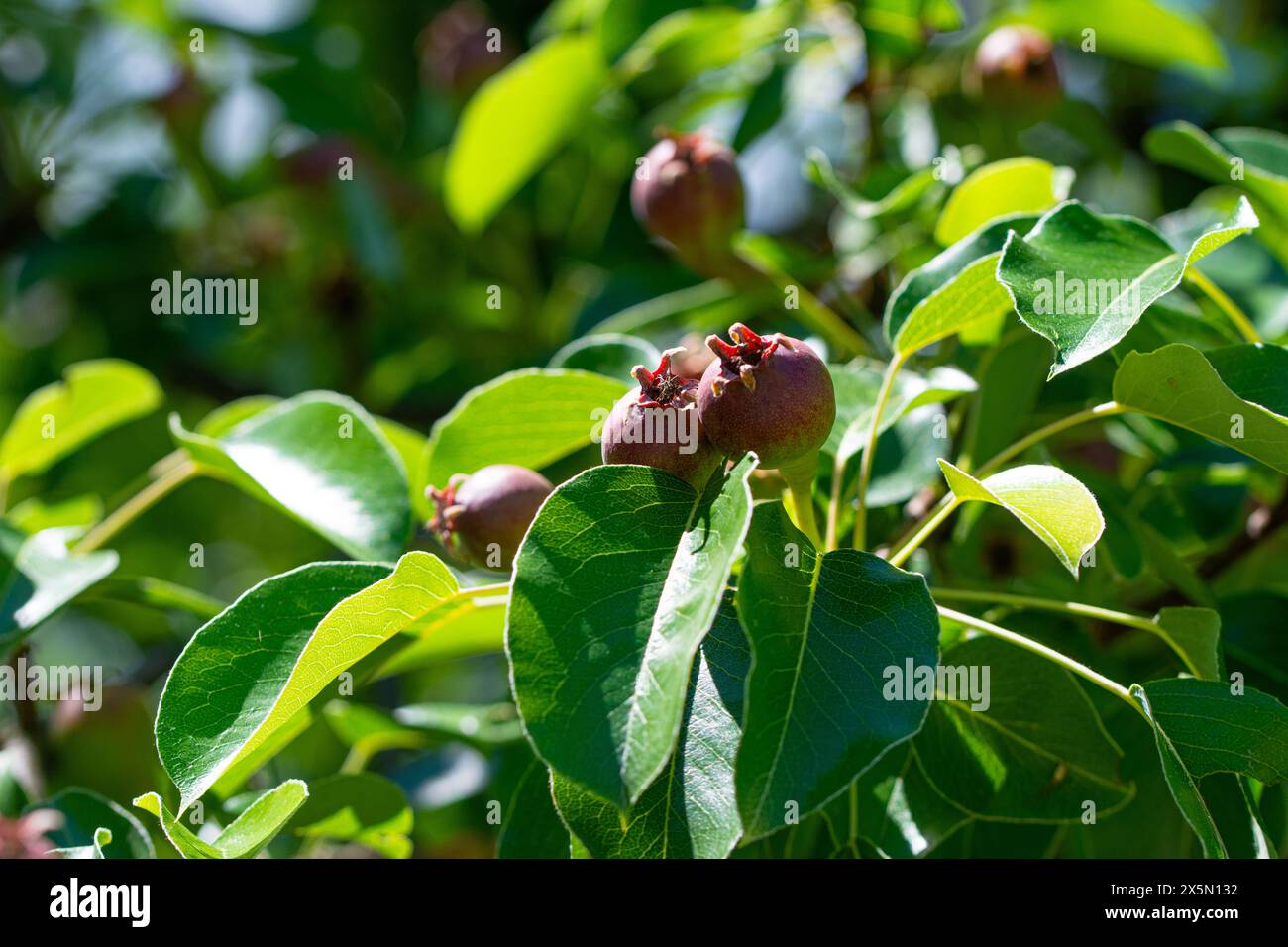 Growing garden with fruits and vegetables Stock Photo - Alamy