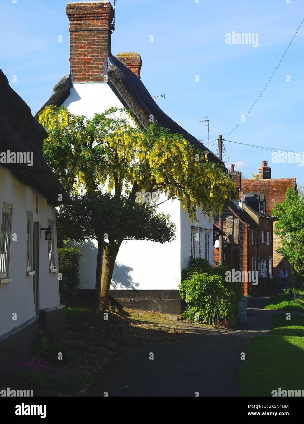 Laburnum tree and thatched cottage on Barkway High Street Stock Photo ...