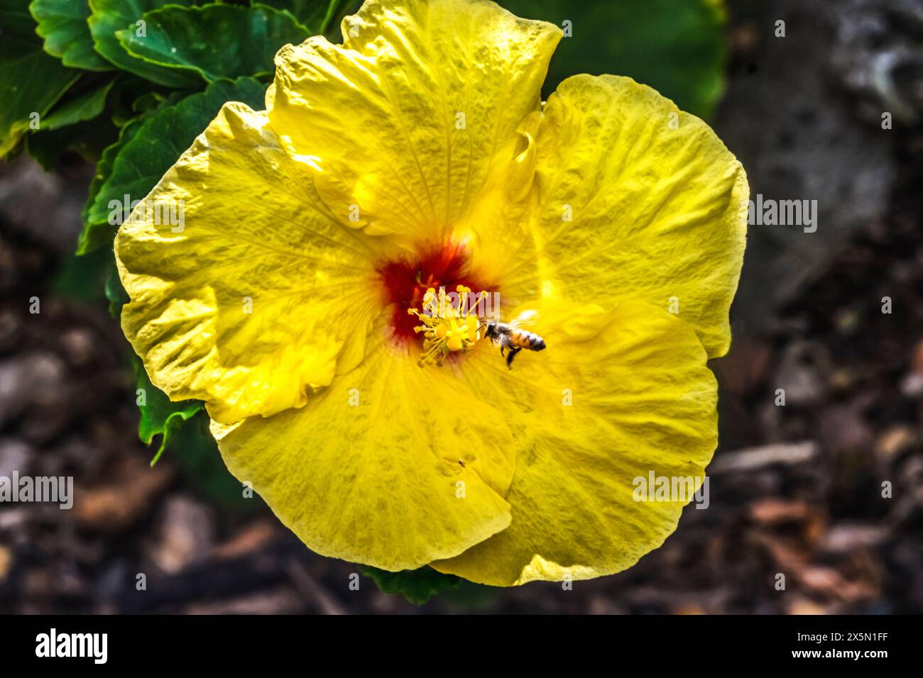 Colorful honeybee, Waikiki, Oahu, Hawaii. State flower Stock Photo - Alamy
