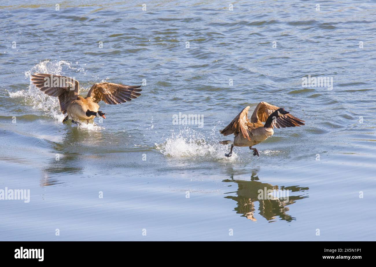 USA, Indiana, Carmel. Territorial behavior of Canada goose chasing ...