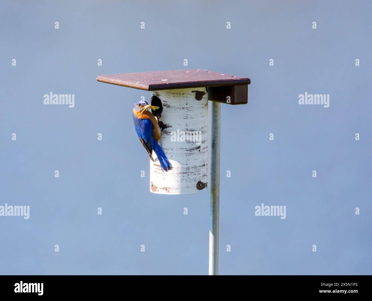 USA, Indiana, Carmel. Male eastern bluebird bringing insects to its ...