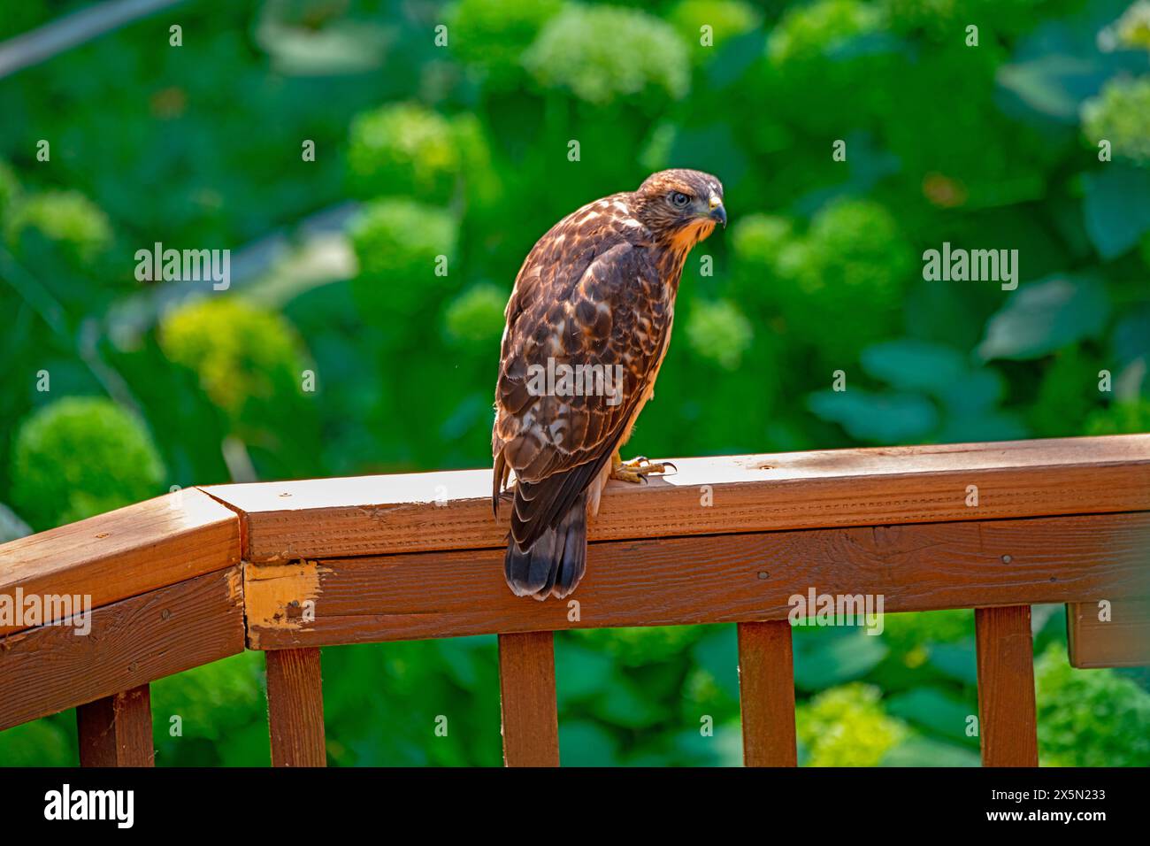 USA, Minnesota, Mendota Heights. Broad-winged hawk on deck rail Stock ...