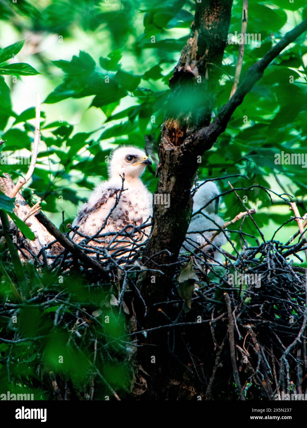 USA, Minnesota, Mendota Heights. Two broad-winged hawk chicks at nest ...
