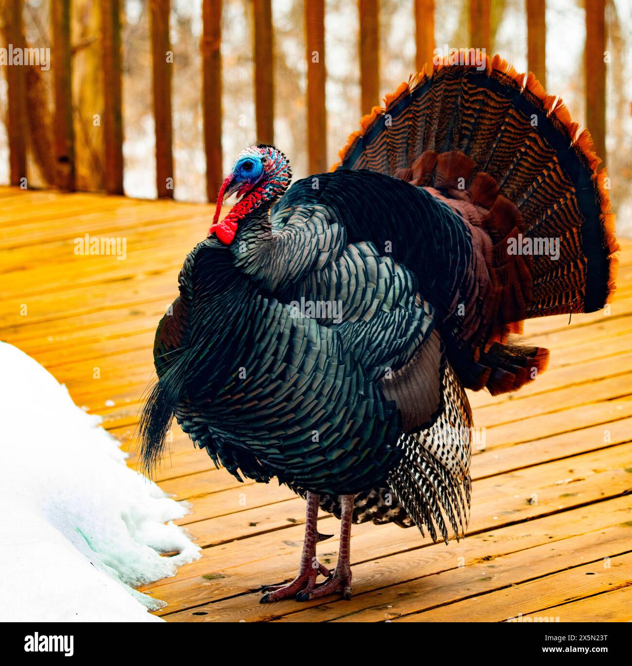 Tom turkey hi-res stock photography and images - Alamy