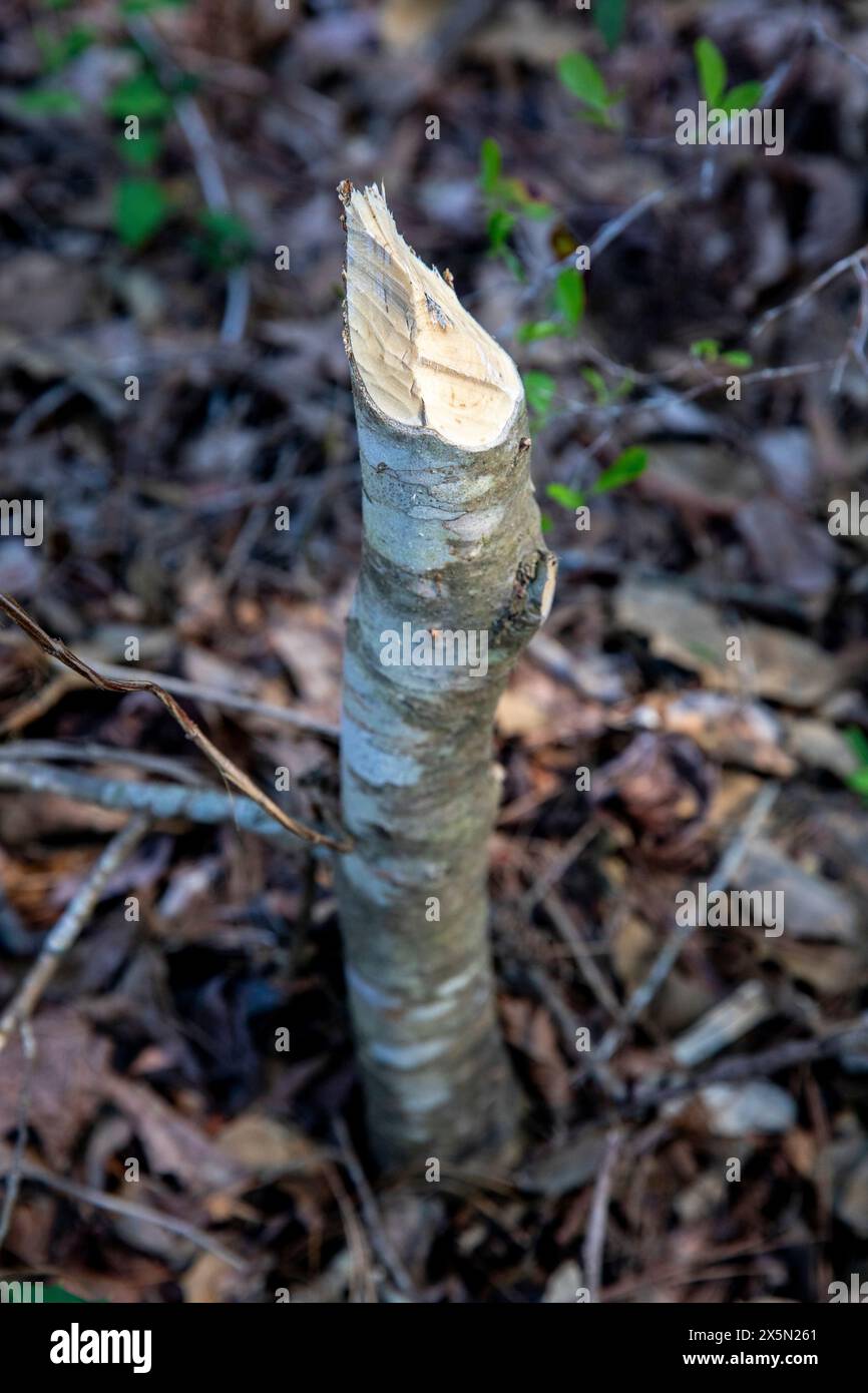 The best sign for the presence of beavers is their distinctive teeth ...