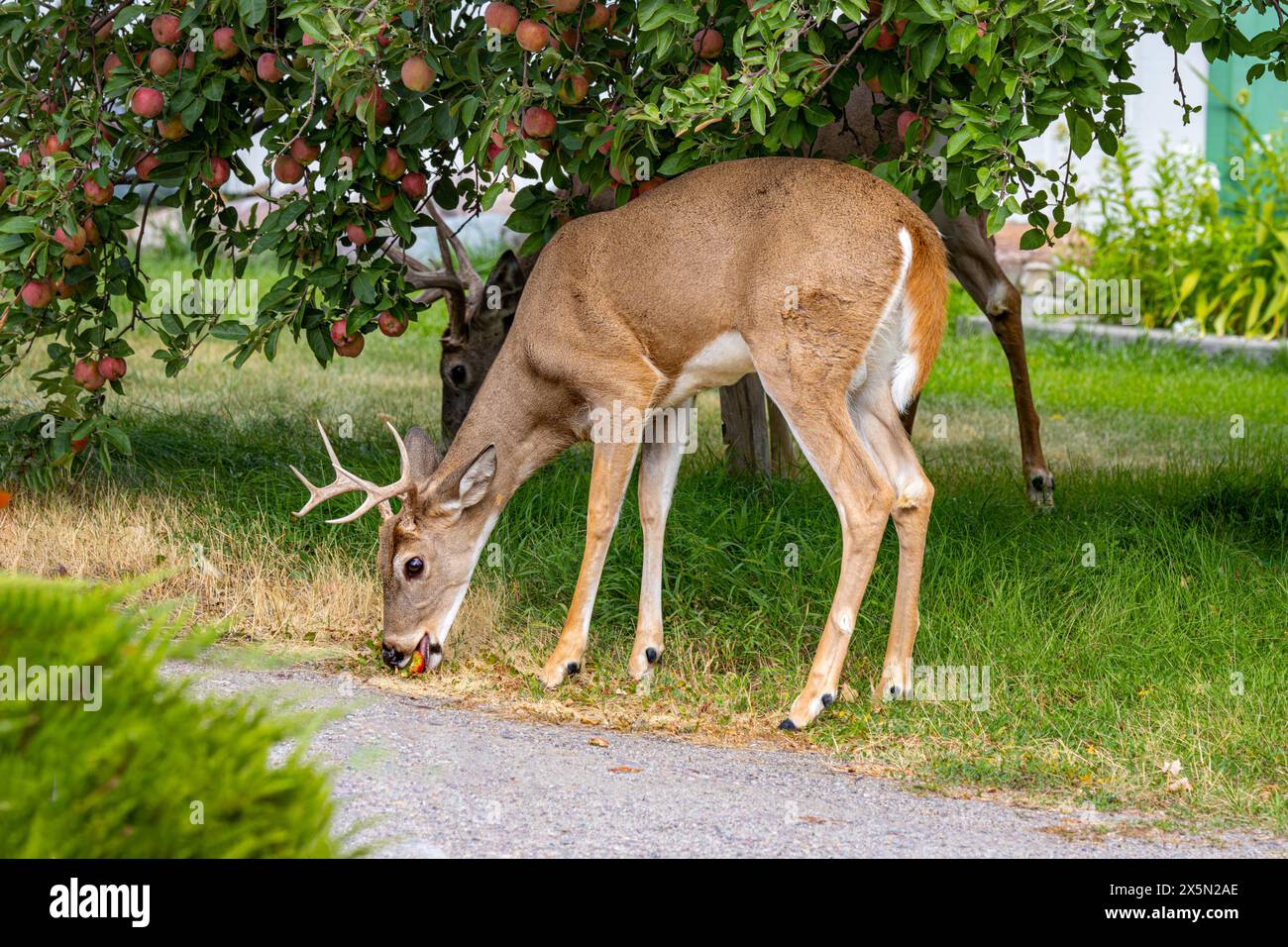 Deer eating apple hi-res stock photography and images - Alamy