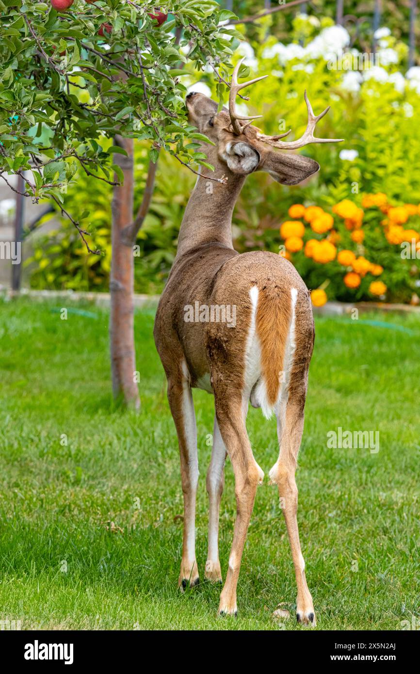 Montana tree hi-res stock photography and images - Alamy