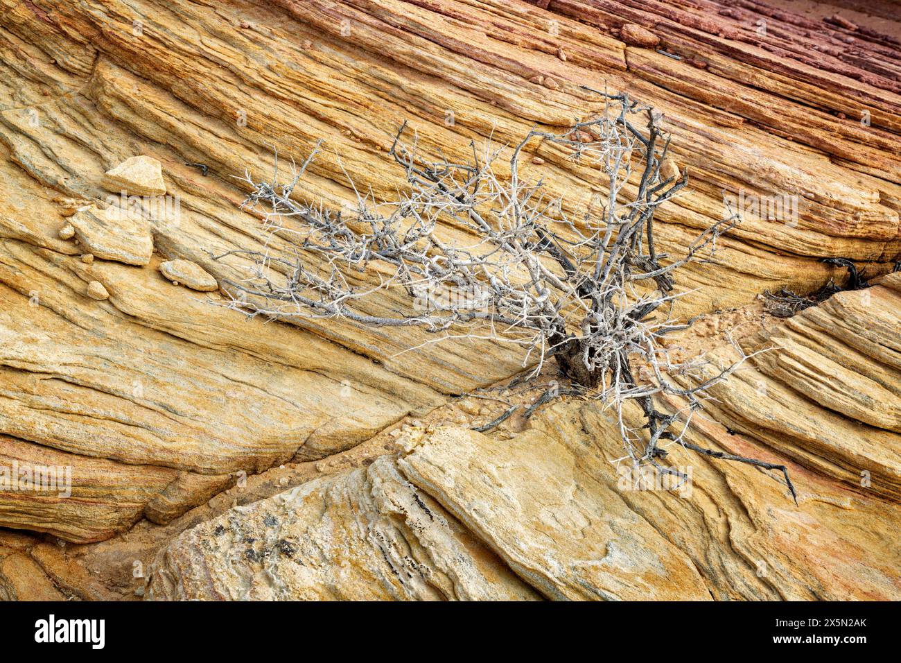 USA, Nevada, Valley of Fire State Park. Colorful stone and struggling ...
