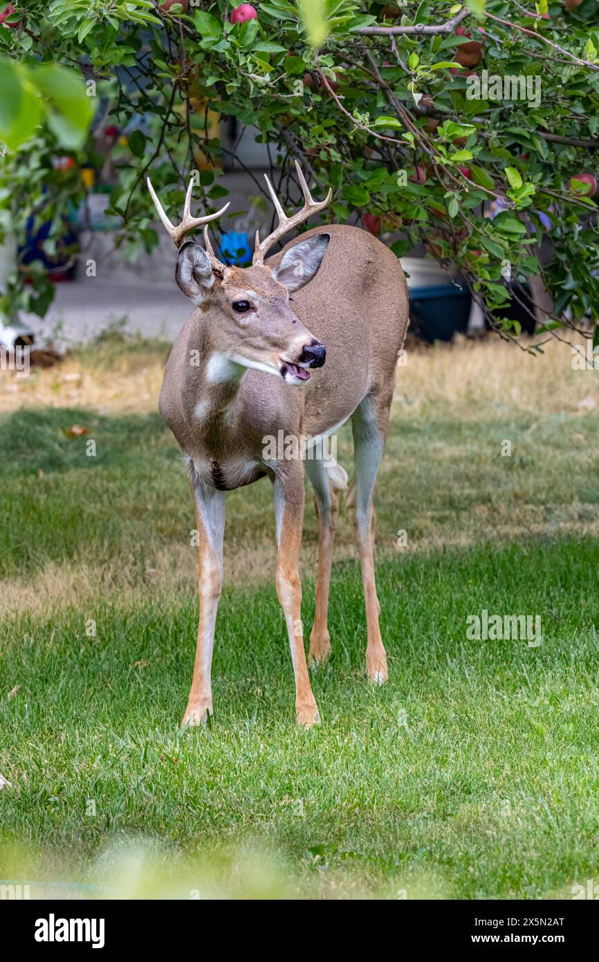 USA, Montana, Missoula. Male white-tailed deer eating from suburban ...