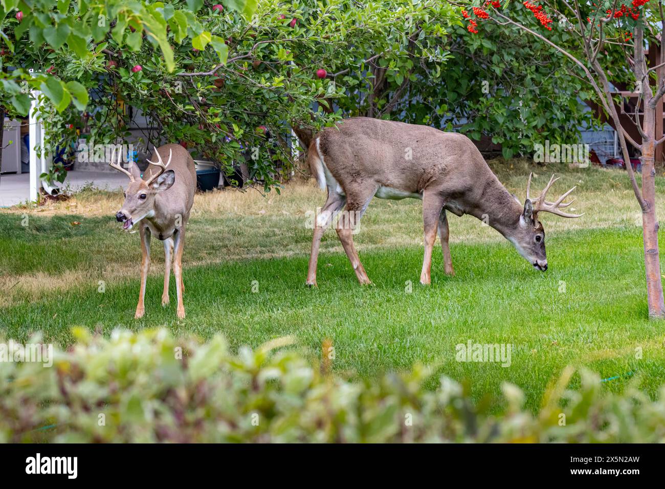 USA, Montana, Missoula. Male white-tailed deer eating from suburban ...