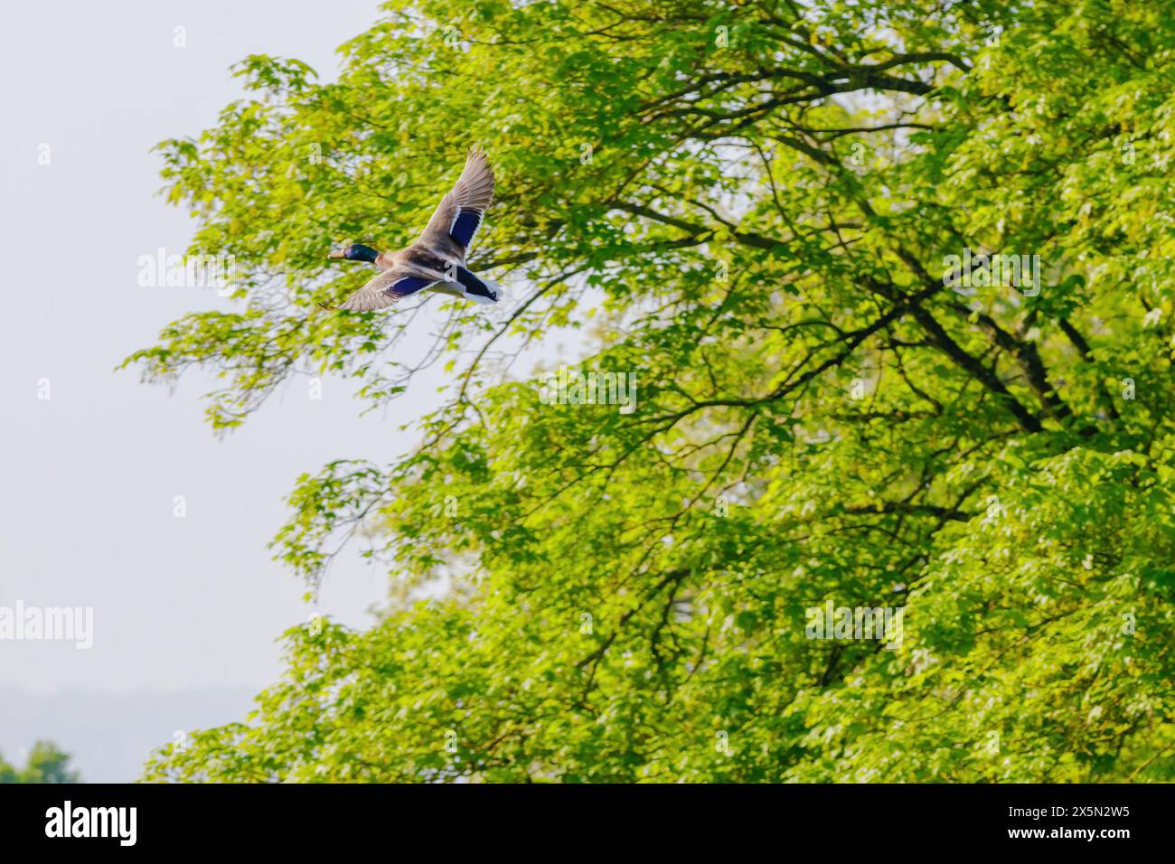 wild duck flying in park, wildlife animals Stock Photo - Alamy