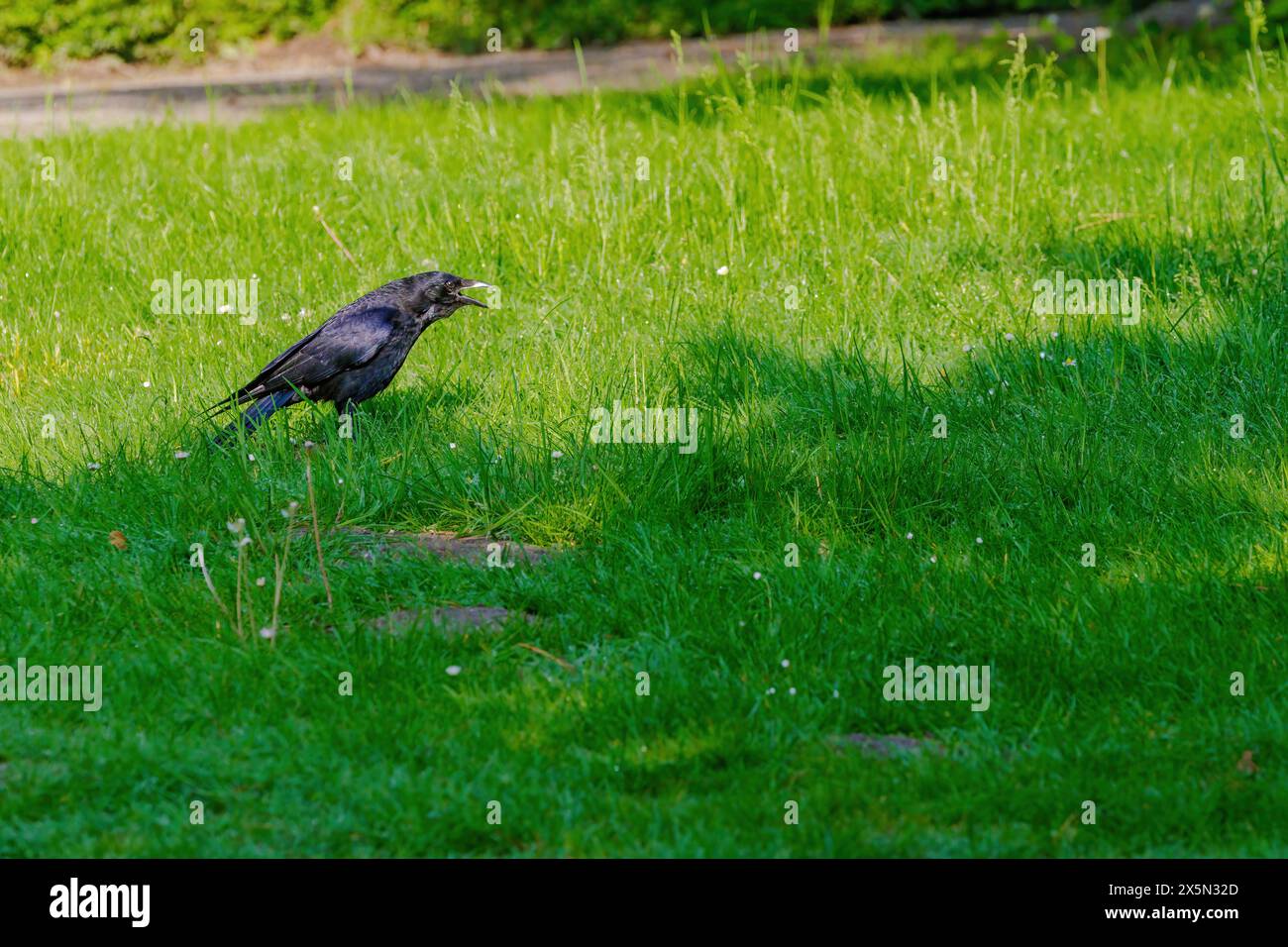 Crow landing on field hi-res stock photography and images - Alamy