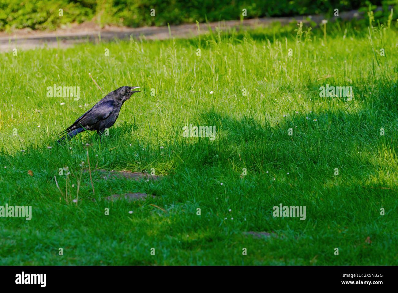 Crow landing on field hi-res stock photography and images - Alamy