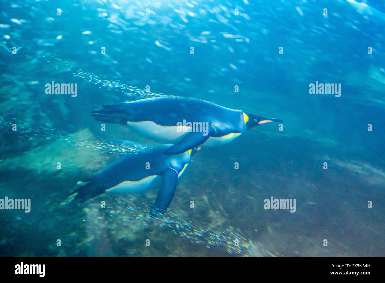 Penguins Swimming Happy Penguins Swimming Together In The Blue Sea