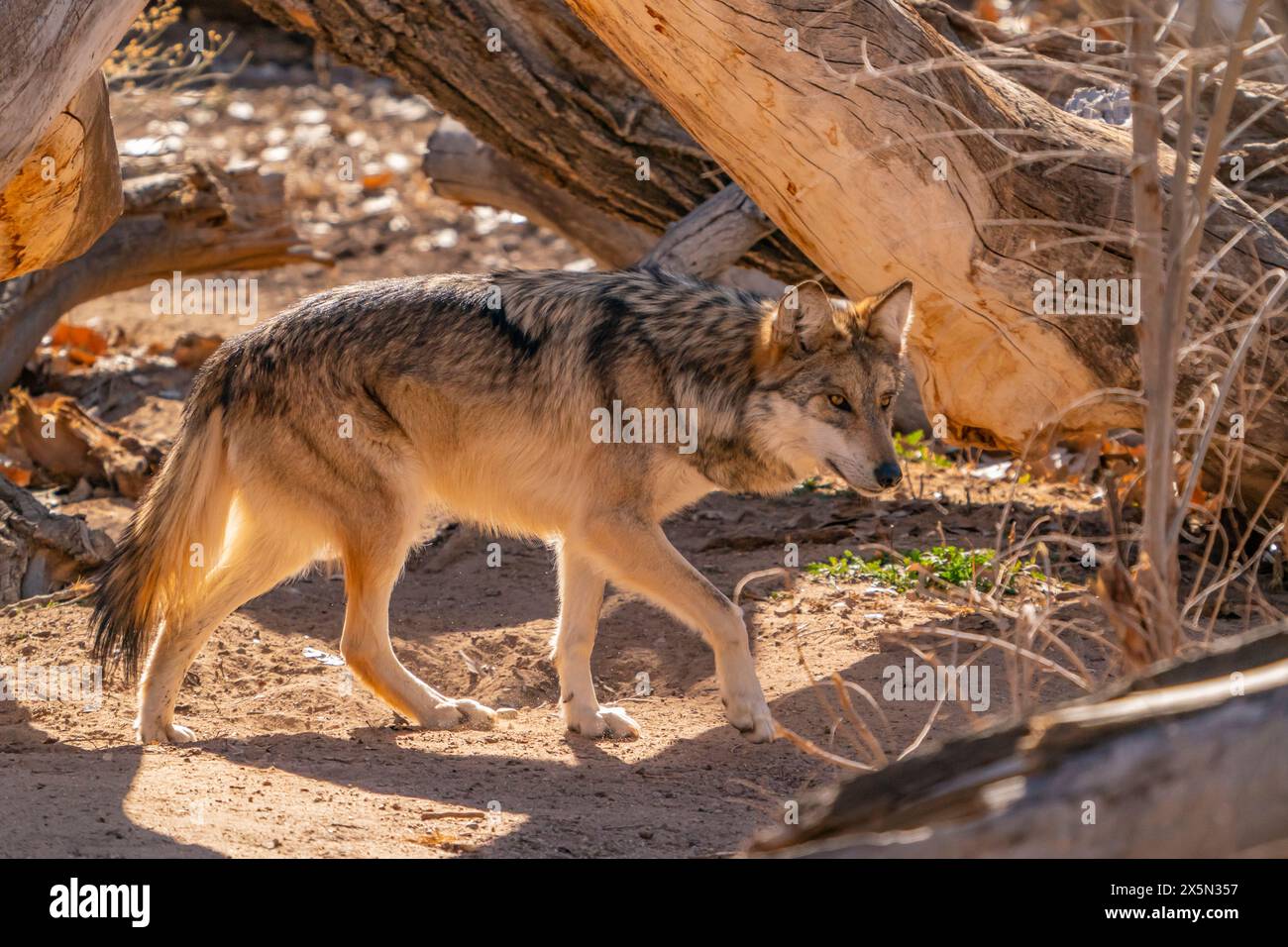 Captive mexican wolf hi-res stock photography and images - Alamy