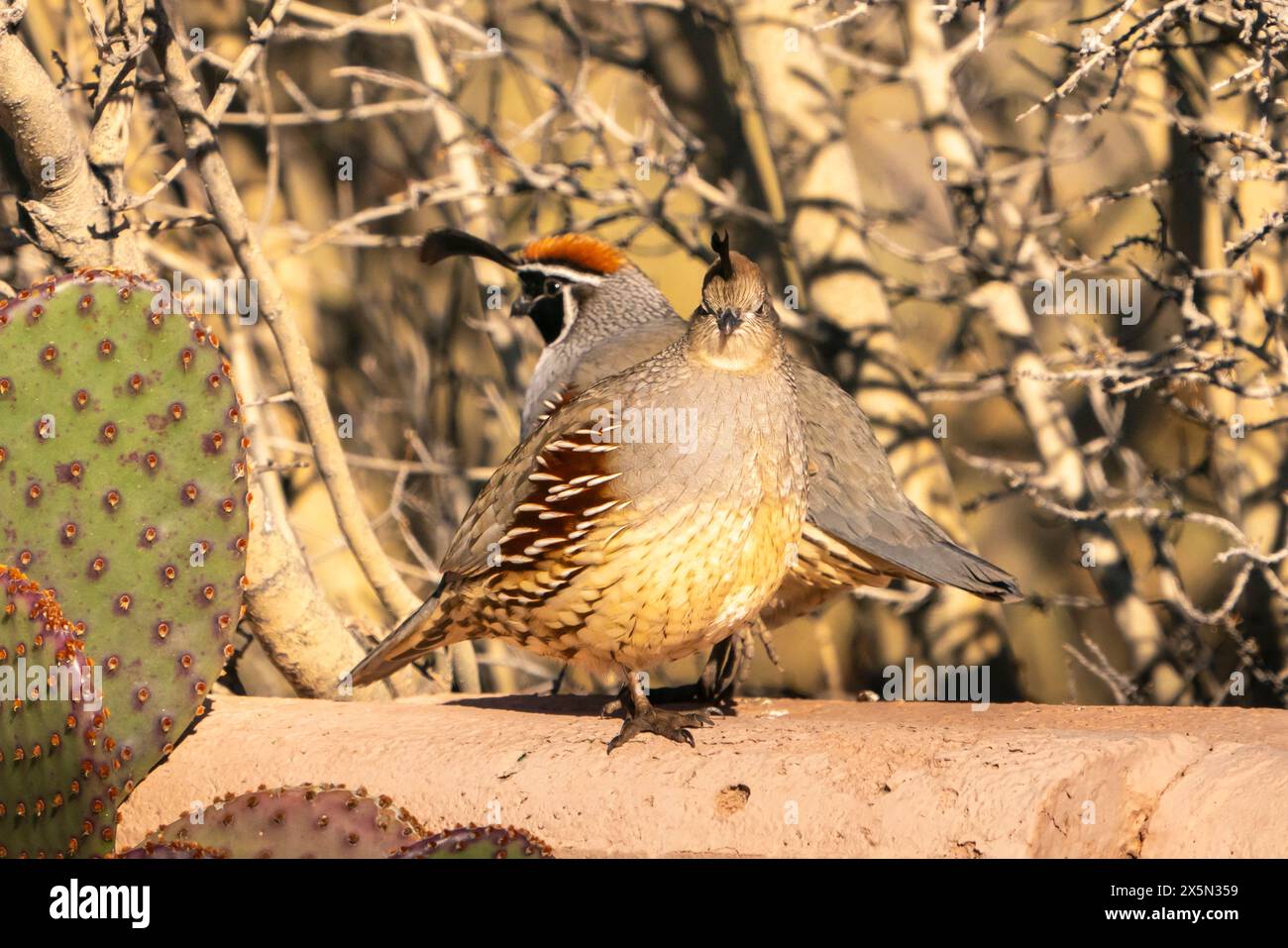 USA, New Mexico, Bosque Del Apache National Wildlife Refuge. Male ...