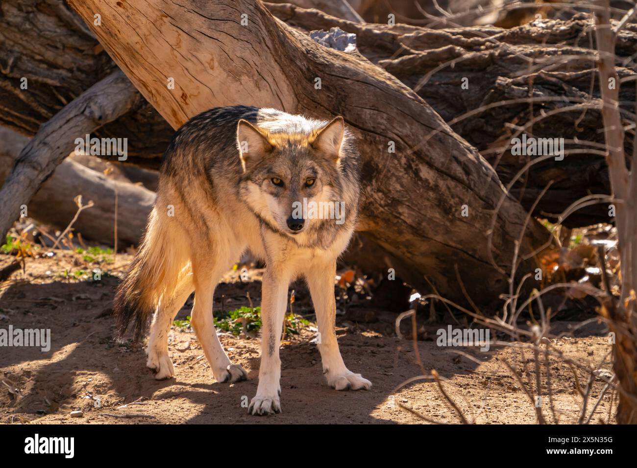 USA, New Mexico, Albuquerque Biopark. Captive Mexican wolf close-up ...