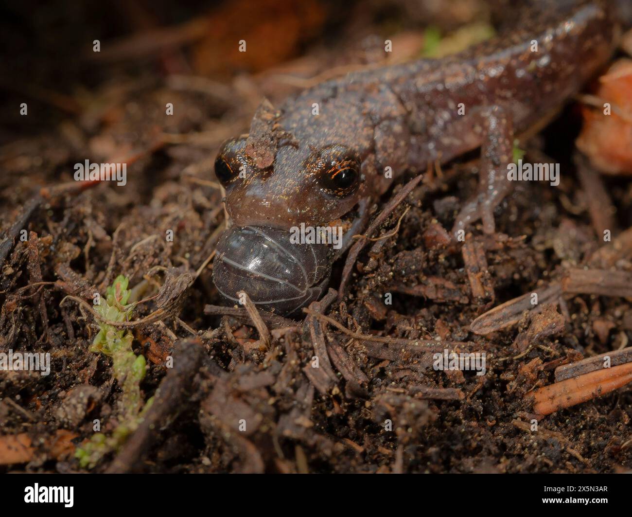 Pill bug feeding hi-res stock photography and images - Alamy