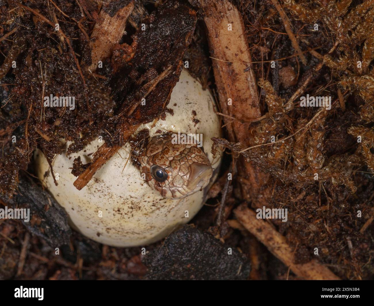 Hognose hatching hi-res stock photography and images - Alamy