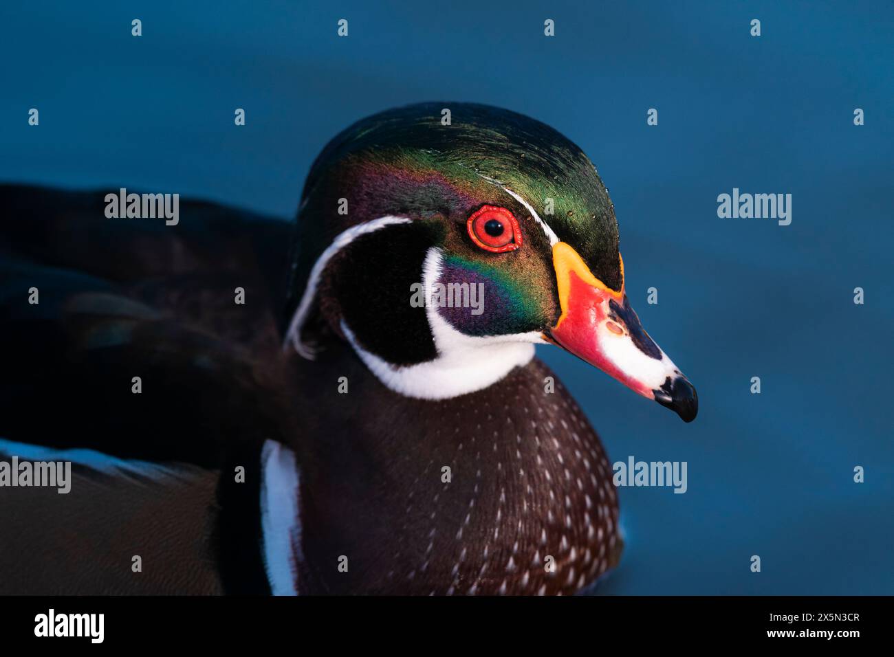 Beautiful colors of the male wood duck glisten in the light, New Mexico ...