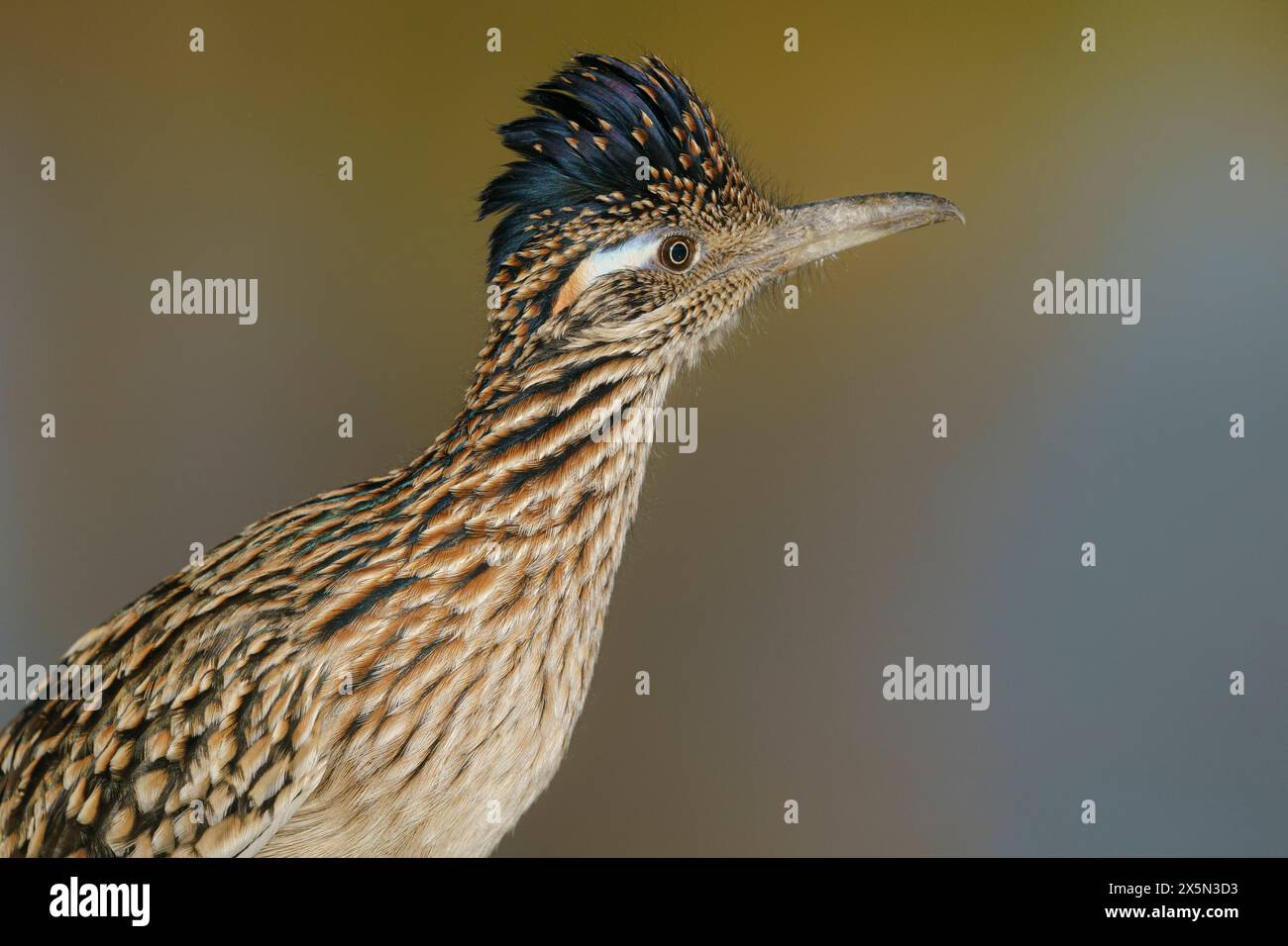 Greater Roadrunner, Tingley Beach, New Mexico Stock Photo - Alamy