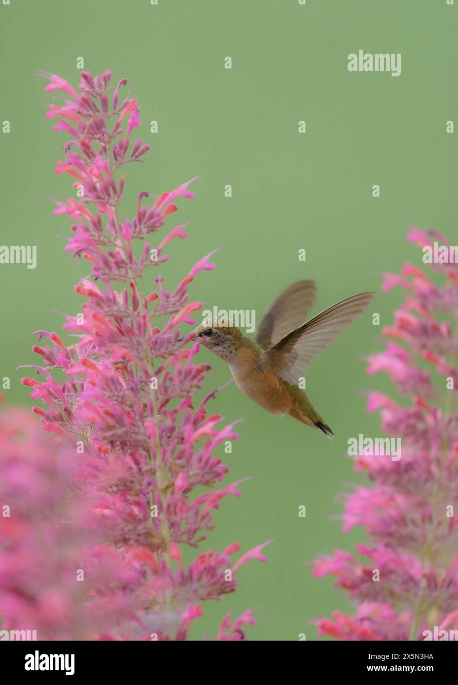 Adult female Calliope hummingbird filling up before fall migration ...