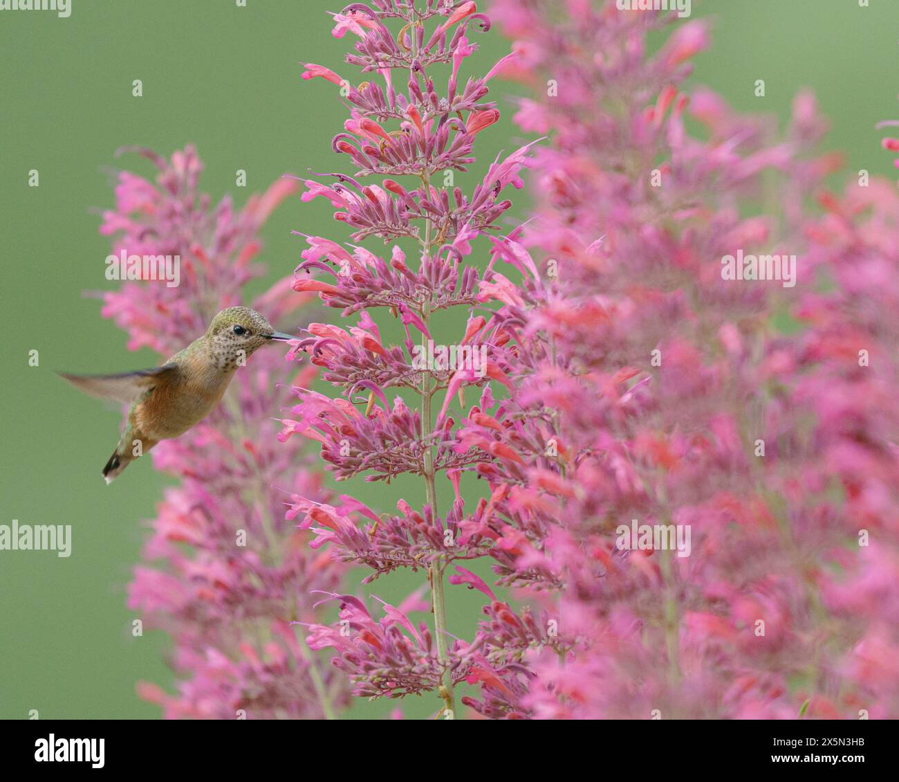Adult female Calliope hummingbird filling up before fall migration ...