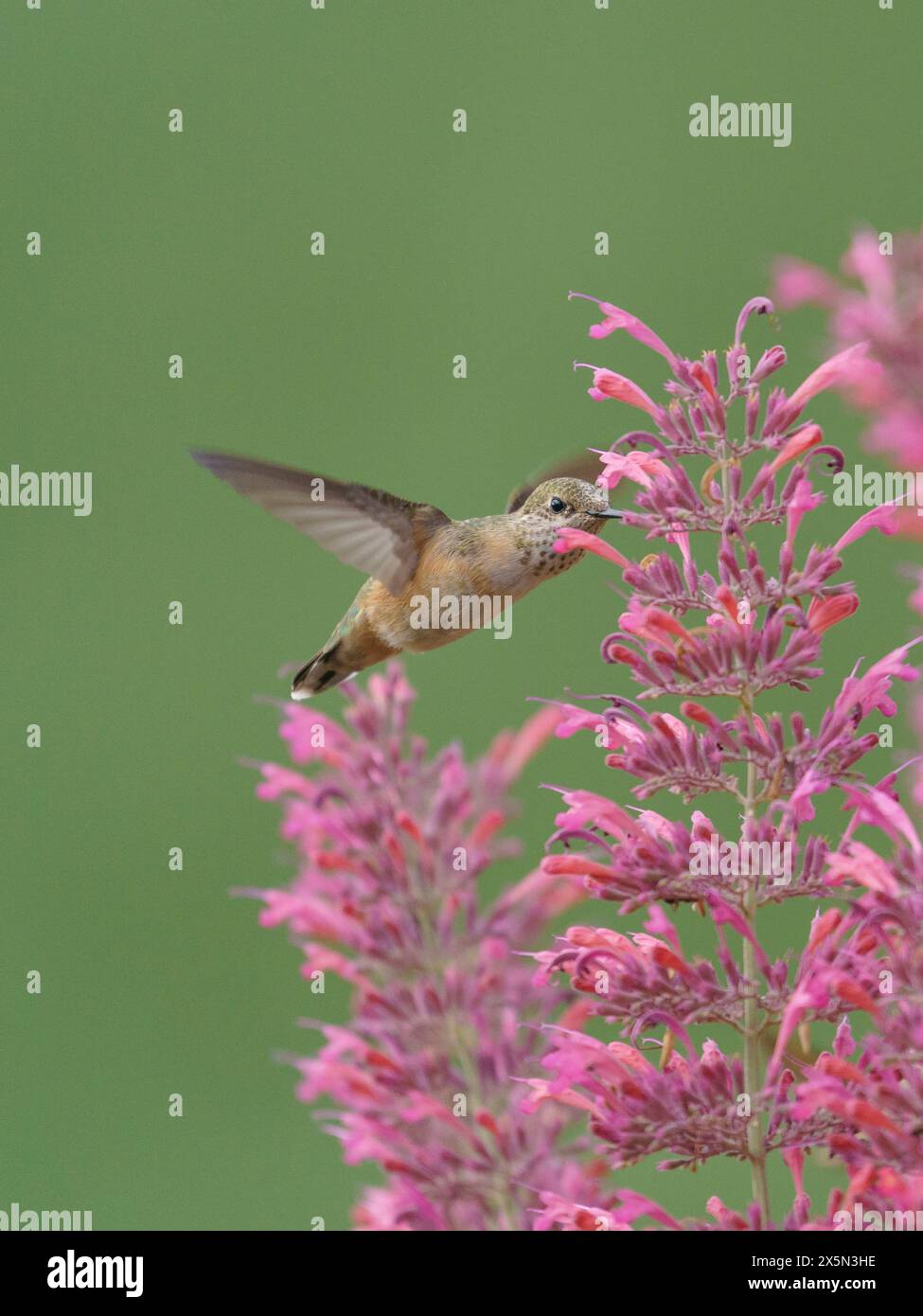 Adult female Calliope hummingbird filling up before fall migration ...