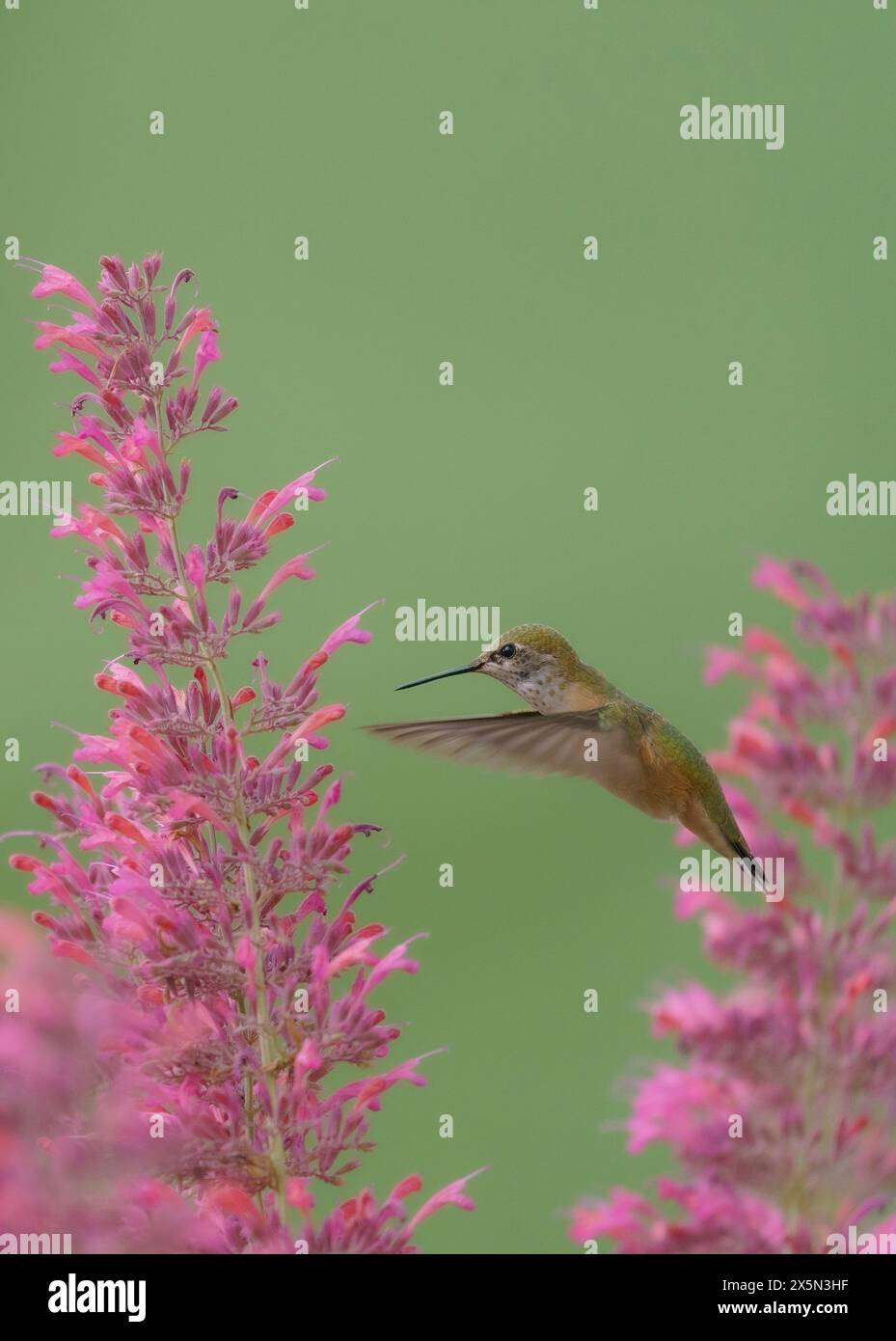 Adult female Calliope hummingbird filling up before fall migration ...