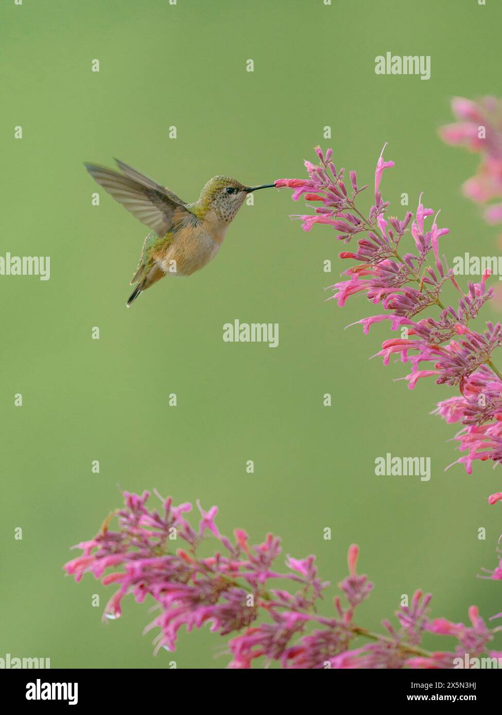 Adult female Calliope hummingbird filling up before fall migration ...