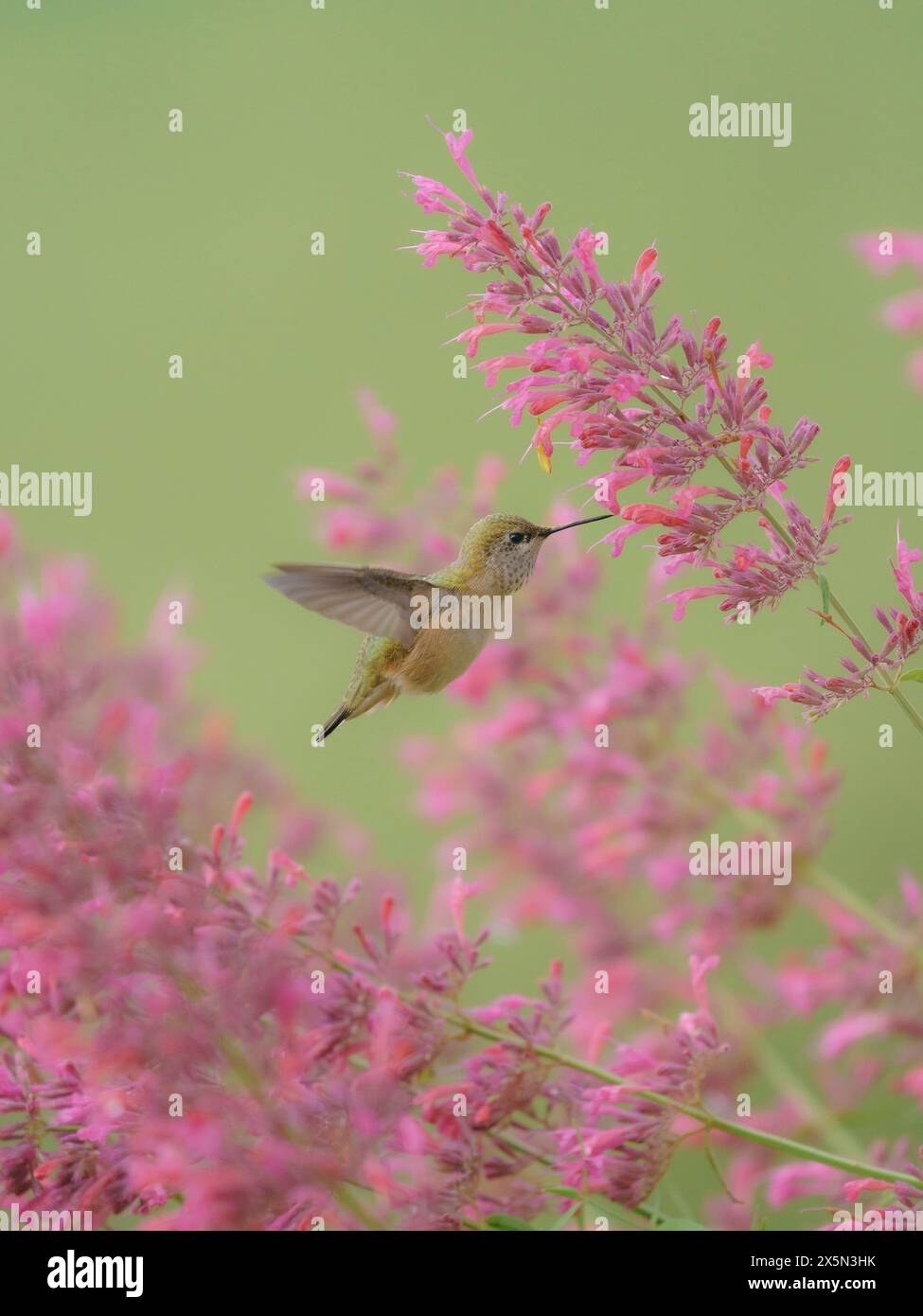 Adult female Calliope hummingbird filling up before fall migration ...
