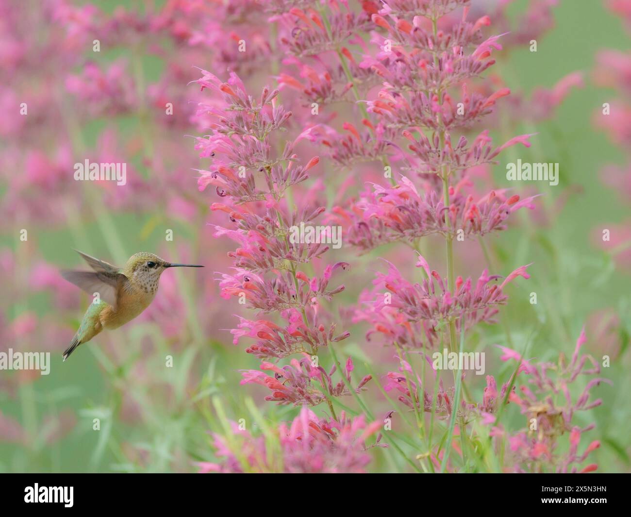 Adult female Calliope hummingbird filling up before fall migration ...