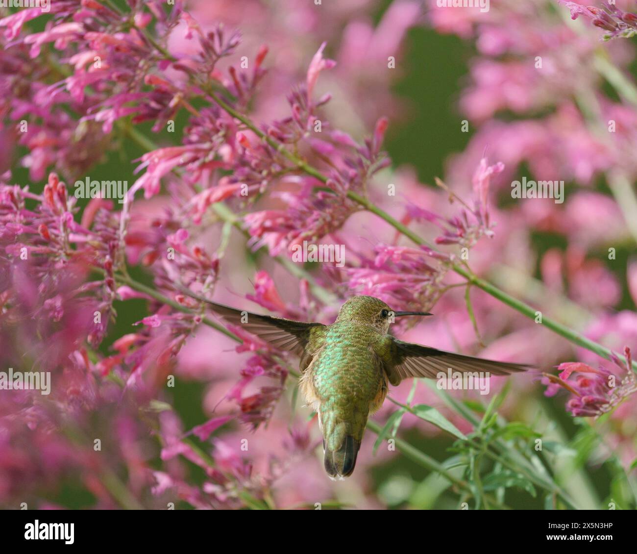 Adult female Calliope hummingbird filling up before fall migration ...