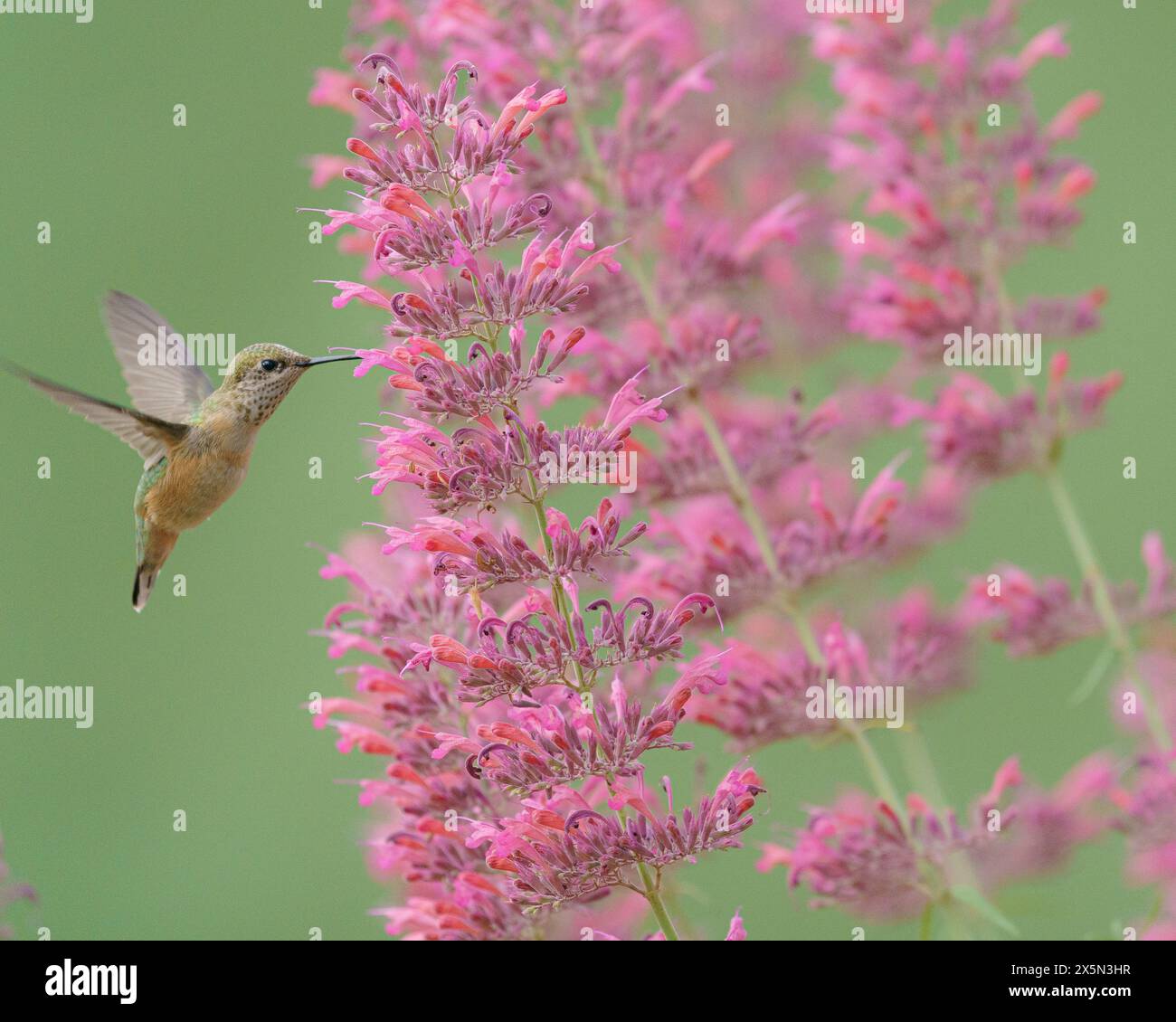 Adult female Calliope hummingbird filling up before fall migration ...
