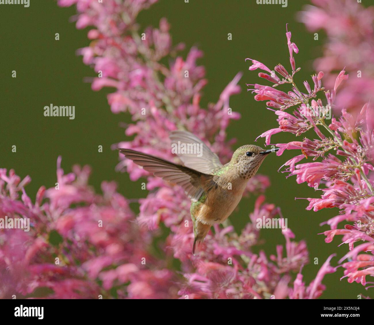 Adult female Calliope hummingbird filling up before fall migration ...