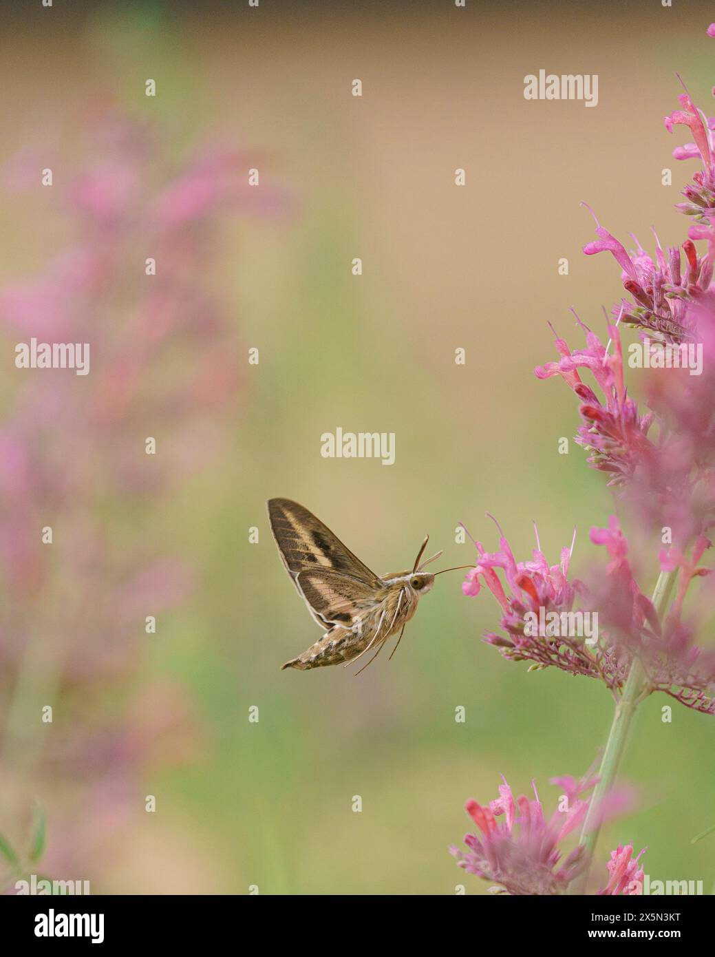 White-lined Sphinx moth pollinating the agastache flowers Stock Photo ...