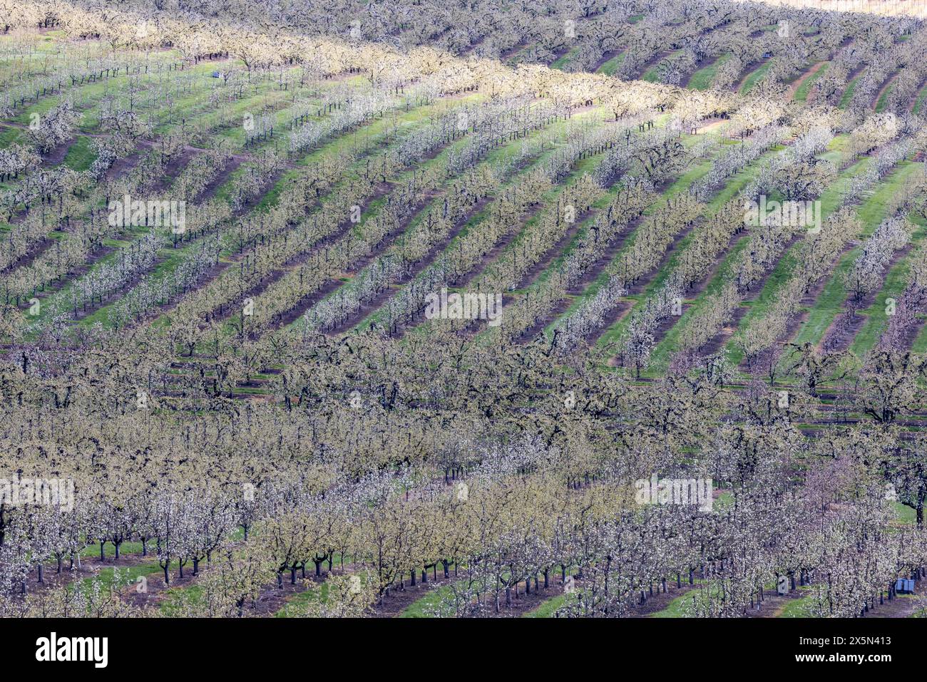 USA, Oregon, Hood River springtime bloom apple orchards Stock Photo - Alamy