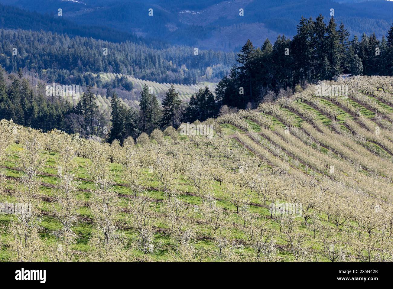 USA, Oregon, Hood River springtime bloom apple orchards Stock Photo - Alamy