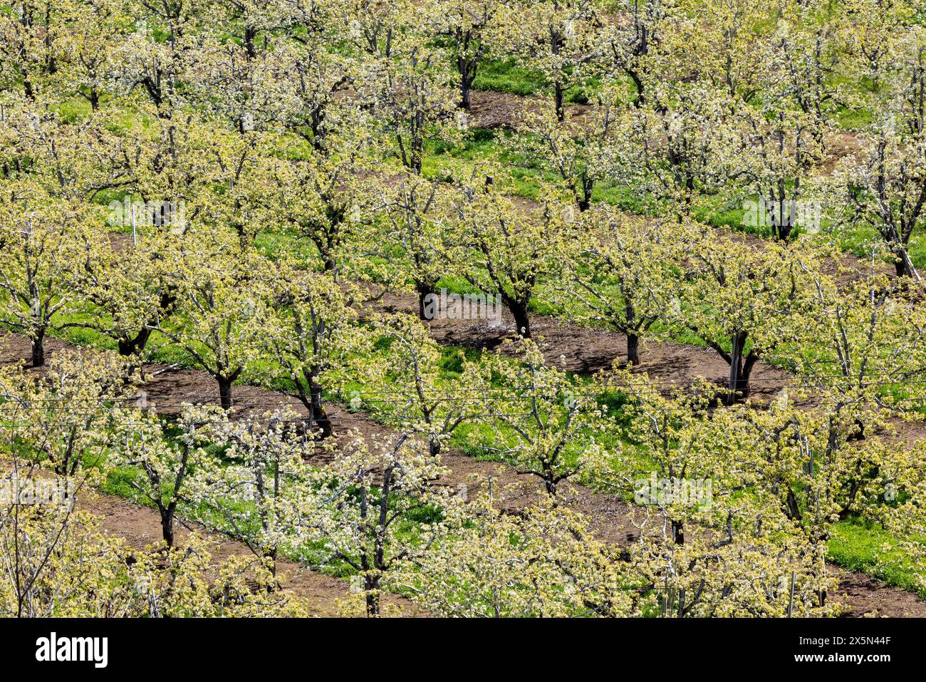 USA, Oregon, Hood River springtime and blooming apple trees in orchard ...