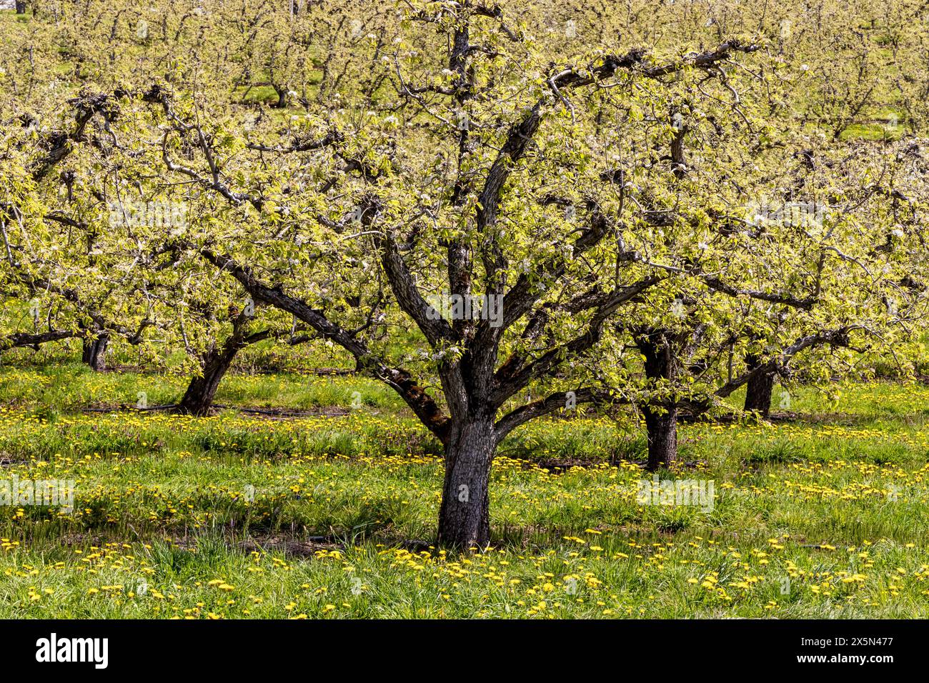 USA, Oregon, Hood River springtime and blooming apple trees in orchard ...